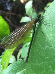 Summer 2019 – Letcombe Brook