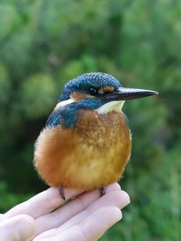 Summer 2019 – Letcombe Brook