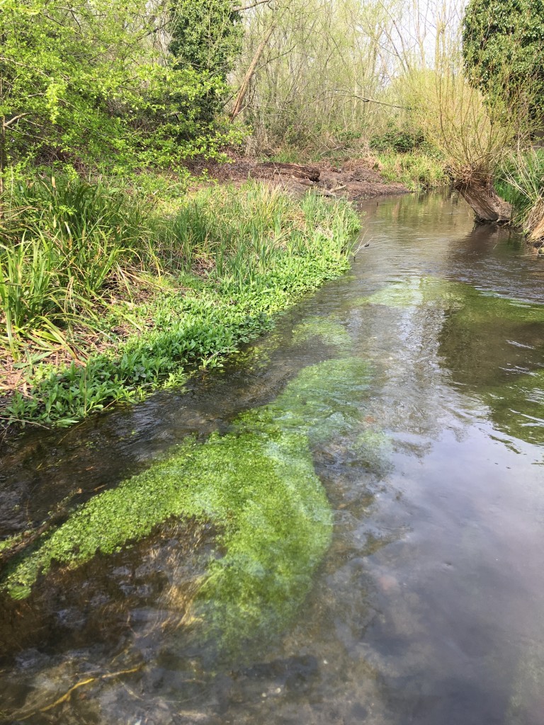 Letcombe Brook – Letcombe Brook