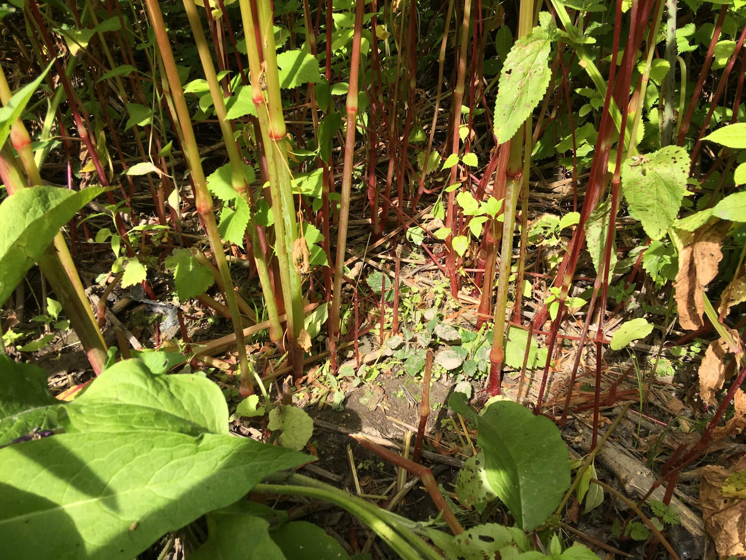 Summer Update 2020 – Letcombe Brook