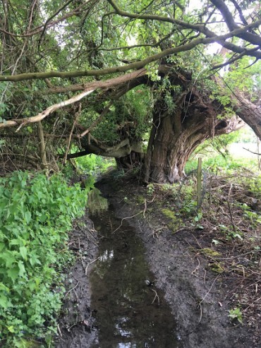 Project Update- Sept 2020 – Letcombe Brook