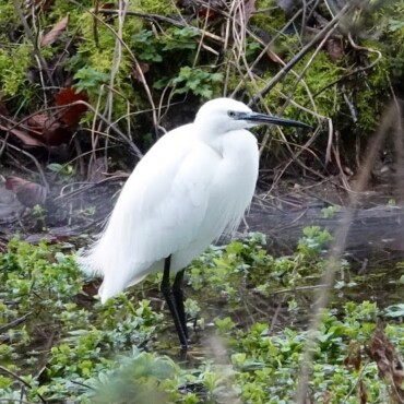 Letcombe Brook – Letcombe Brook